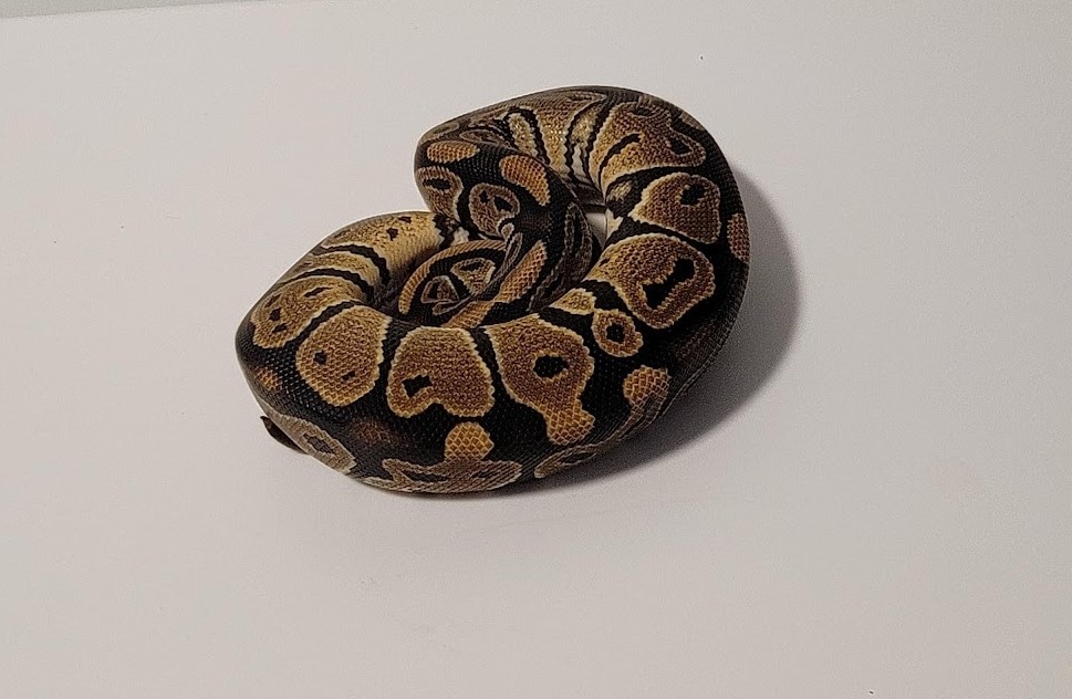 Normal Het Pied Pos Het Albino Ball Python by Striking Scales - MorphMarket