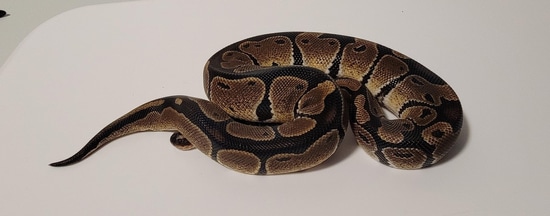 Normal Het Pied Ball Python by Striking Scales