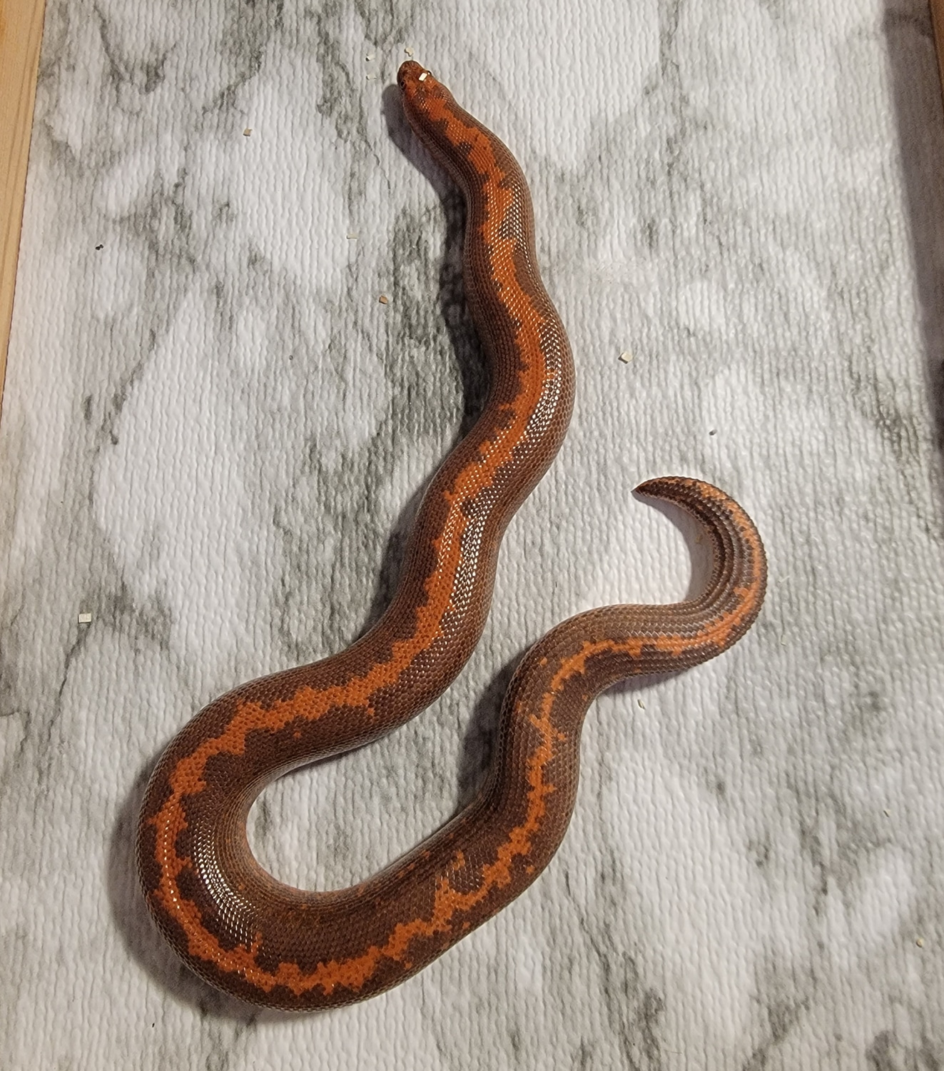 Nuclear Red Stripe Kenyan Sand Boa by Striking Scales - MorphMarket
