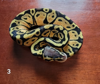 Striking Scales - MorphMarket