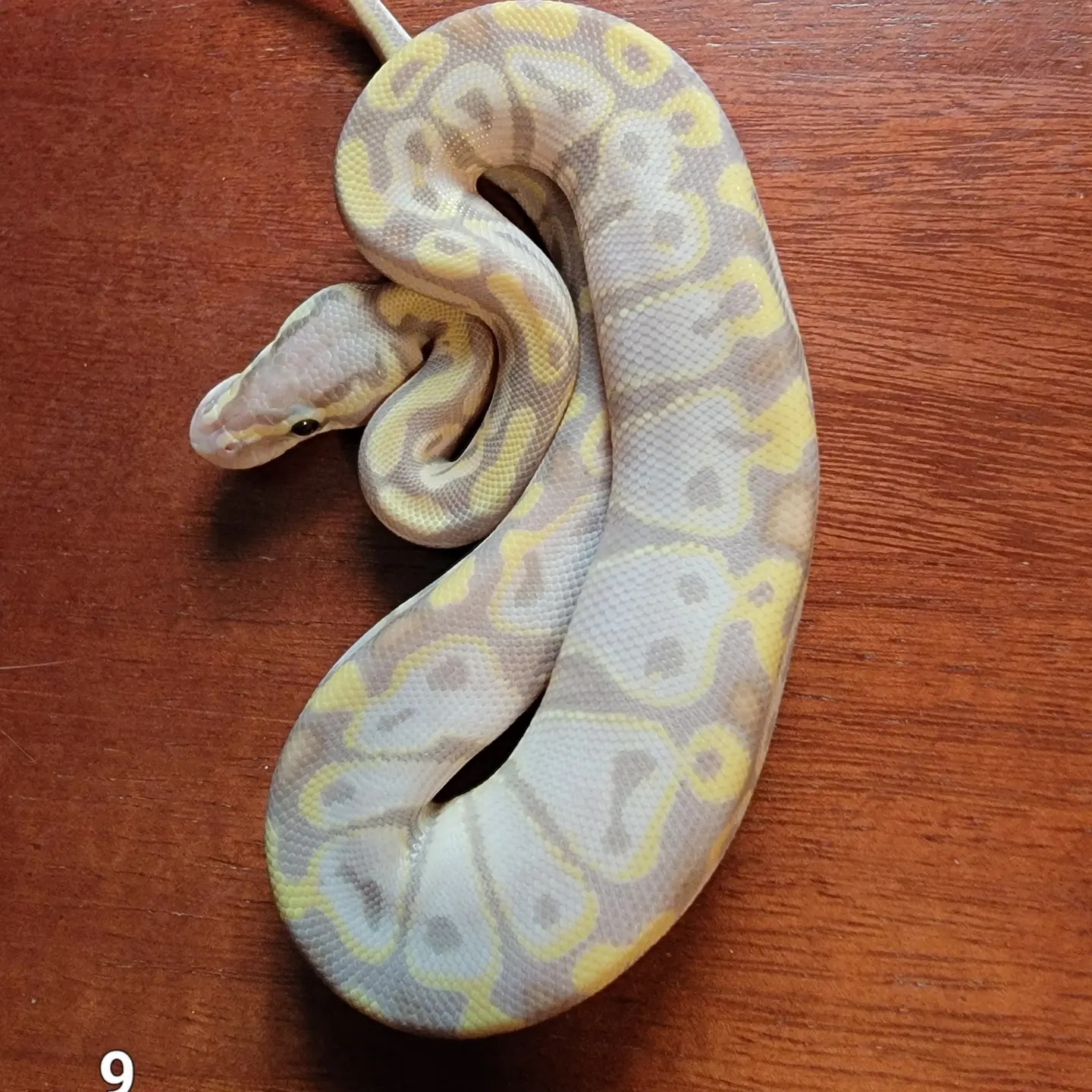 Super Pastel Banana Ball Python by Striking Scales - MorphMarket