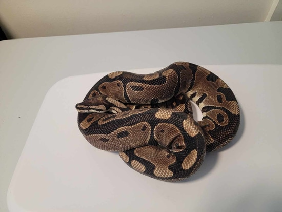 Jungle Woma *proven Breeder*shipping Included Ball Python by Striking ...