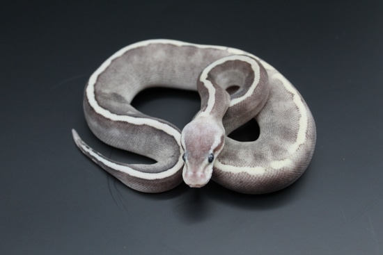 Mojave Black Pewter Ghi Pos Fire Ball Python by Striking Scales