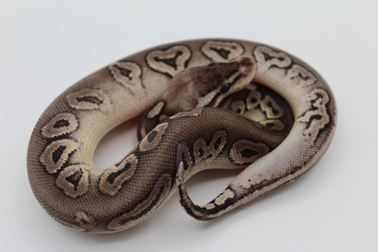 Black Pewter Fire Ball Python by Striking Scales