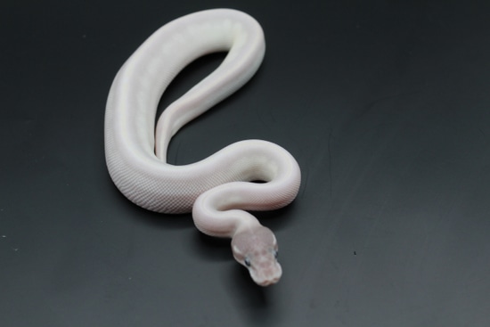 Purple Passion Ball Python by Striking Scales