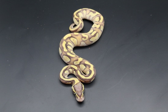 Super Enchi Pastel Mojave Fire Ball Python by Striking Scales