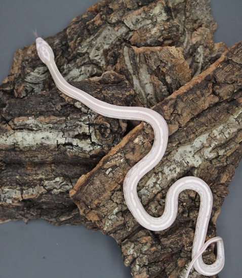 Snow Tessera 100% Het Motley Corn Snake by Striking Scales