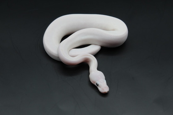 Blue-Eyed Lucy Ball Python by Striking Scales