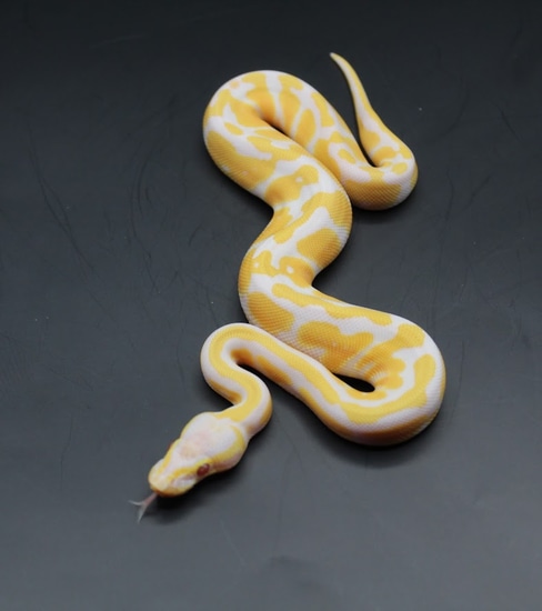 Pastel Lavender Albino Ball Python by Striking Scales