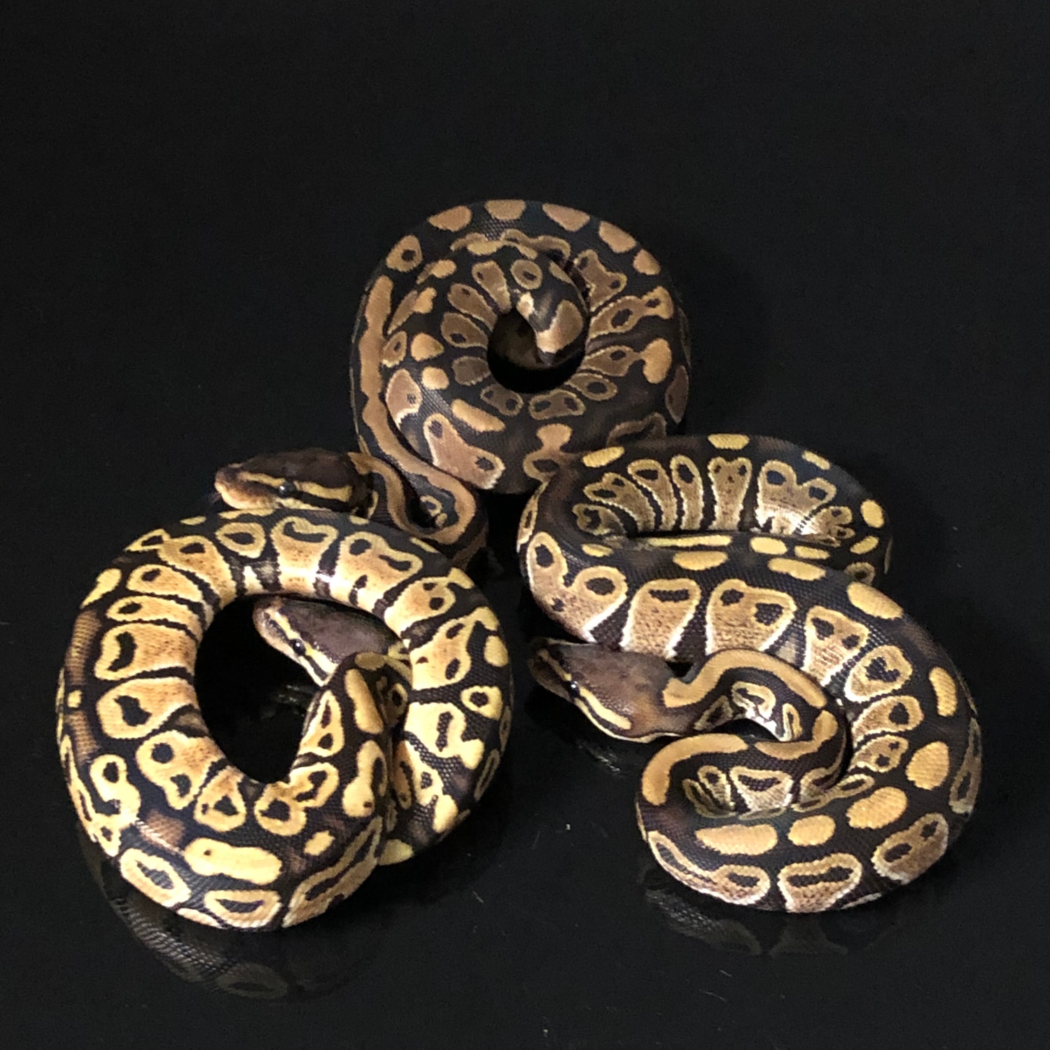 DH Ultramel Clown Ball Python by Hub City Koi & Reptiles - MorphMarket