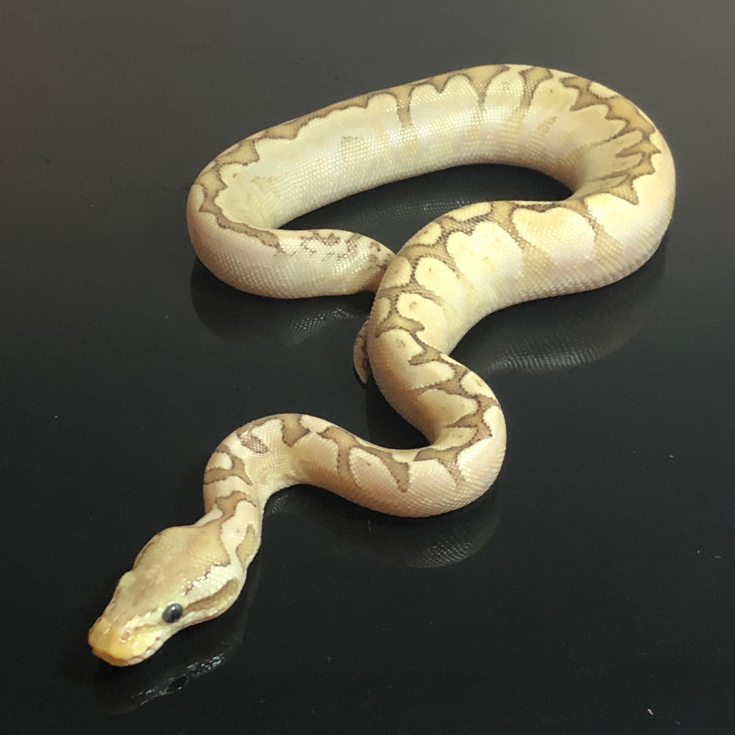 Bamboo Pastel Enchi Yellowbelly Pos Het Clown Ball Python by Hub City ...