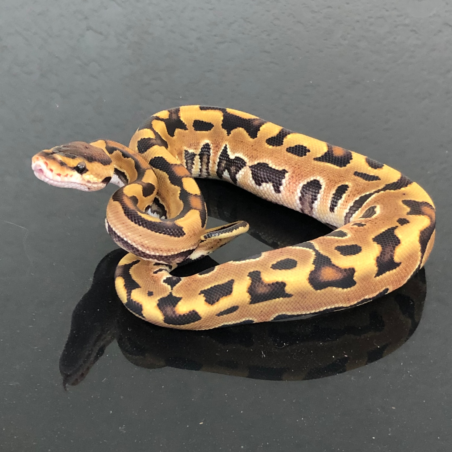 Puzzle 66% Het Ultramel Ball Python by Hub City Koi & Reptiles ...