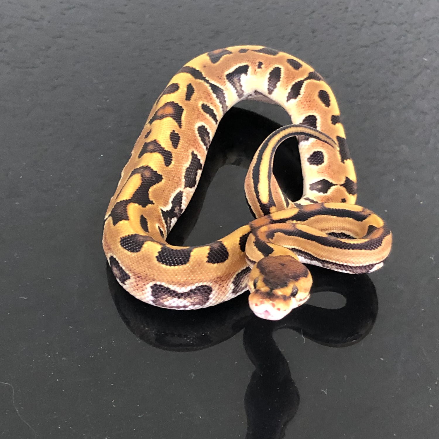 Puzzle 66% Het Ultramel Ball Python by Hub City Koi & Reptiles ...