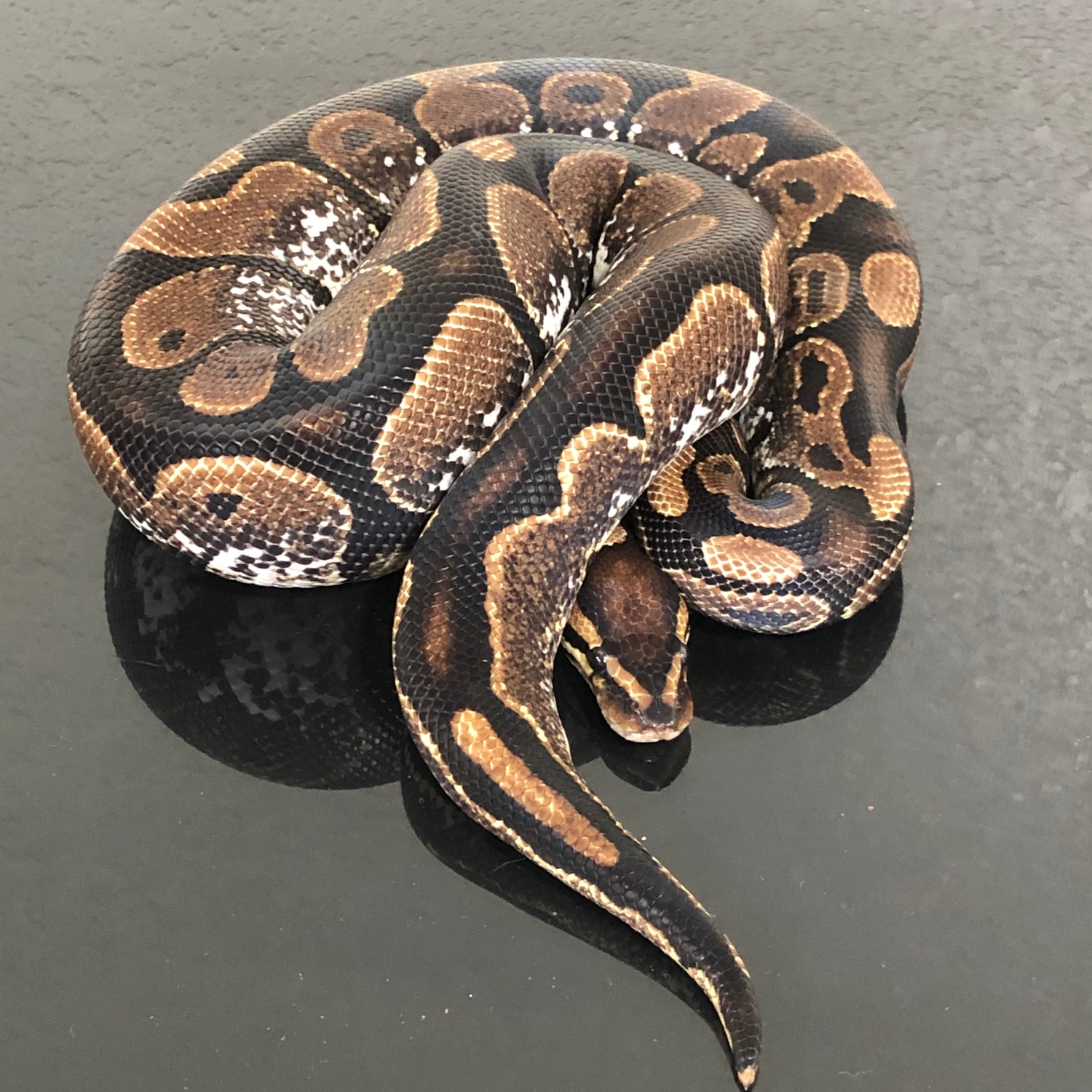 Calico/Sugar Pos Het Pied Ball Python by Hub City Koi & Reptiles ...