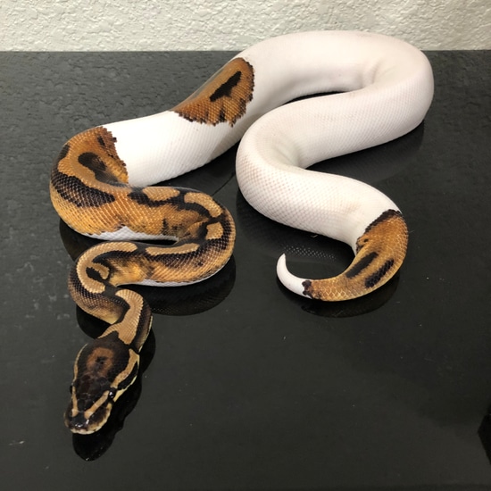 Pied Pos OD/YB Leopard Ball Python by Hub City Koi & Reptiles