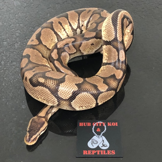 Breeder Red Stripe Pastel Het G-Stripe Ball Python by Hub City Koi ...