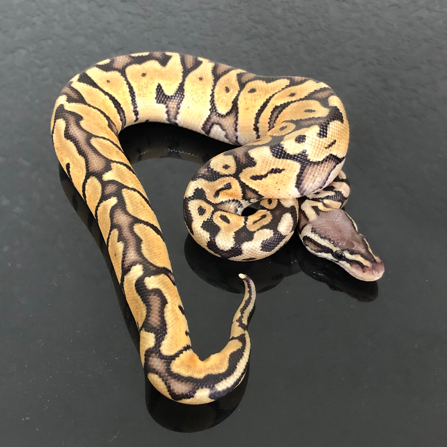 Super Pastel 50% Het Monsoon Ball Python by Hub City Koi & Reptiles ...