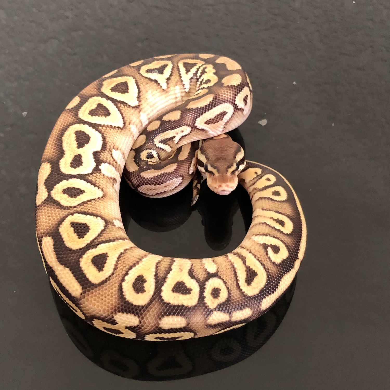 Pastave 66% Het Clown Ball Python by Hub City Koi & Reptiles - MorphMarket