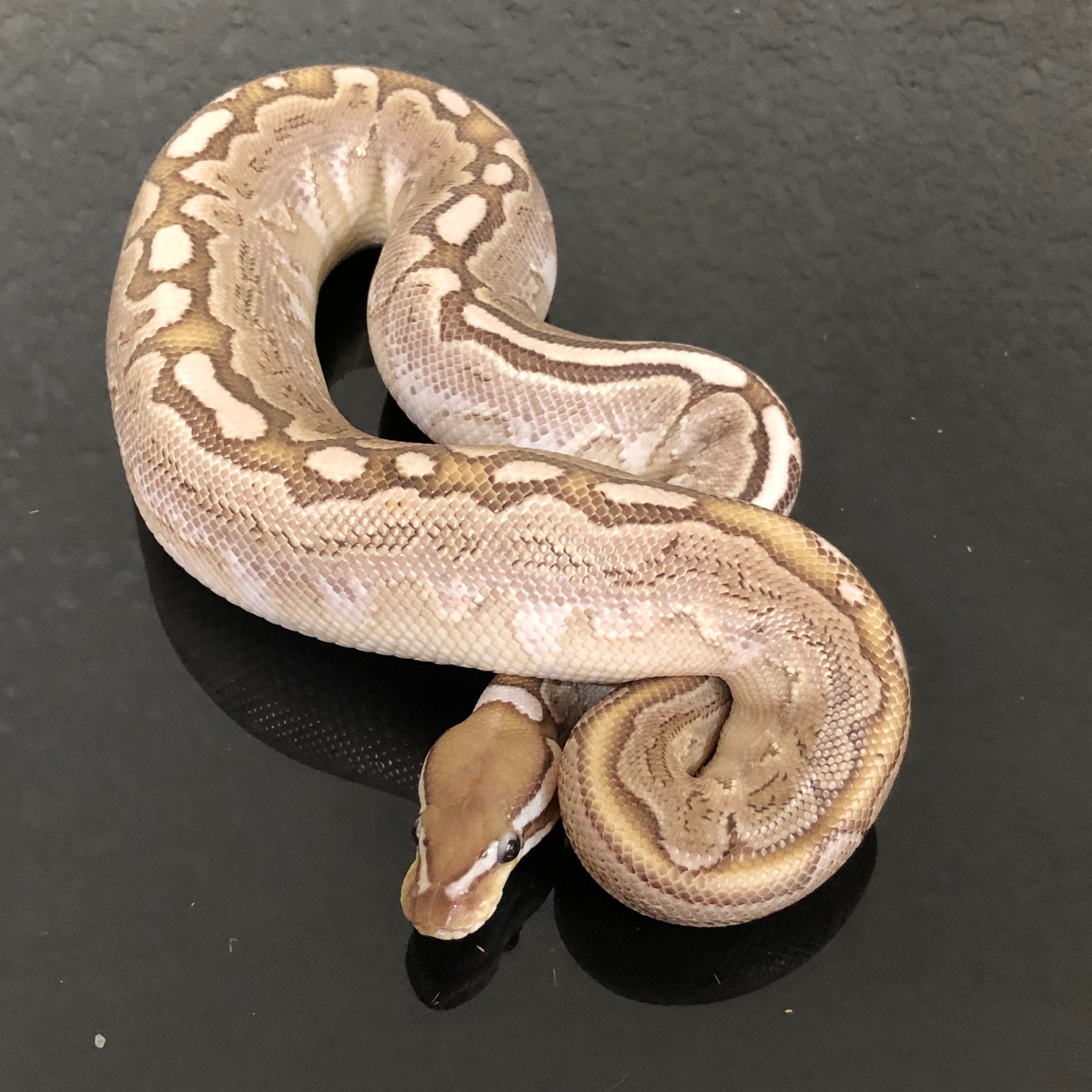 Bamboo HRA Ball Python by Hub City Koi & Reptiles - MorphMarket