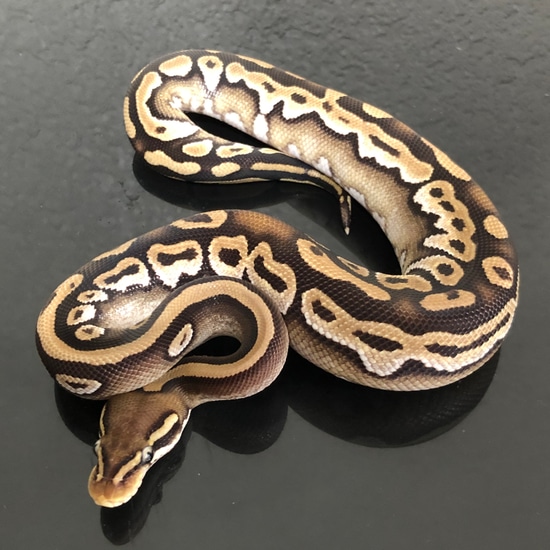 Mojave Het Sunset Ball Python by Hub City Koi & Reptiles