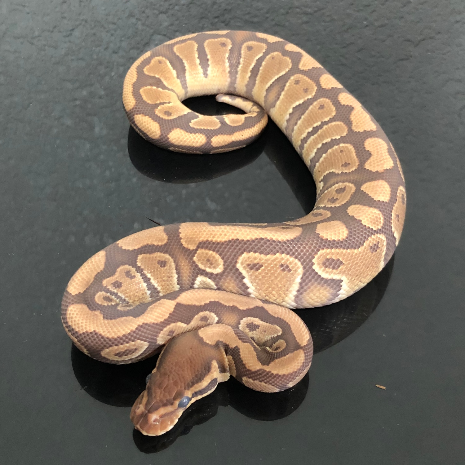 Caramel Albino Het Clown Ball Python by Hub City Koi & Reptiles ...