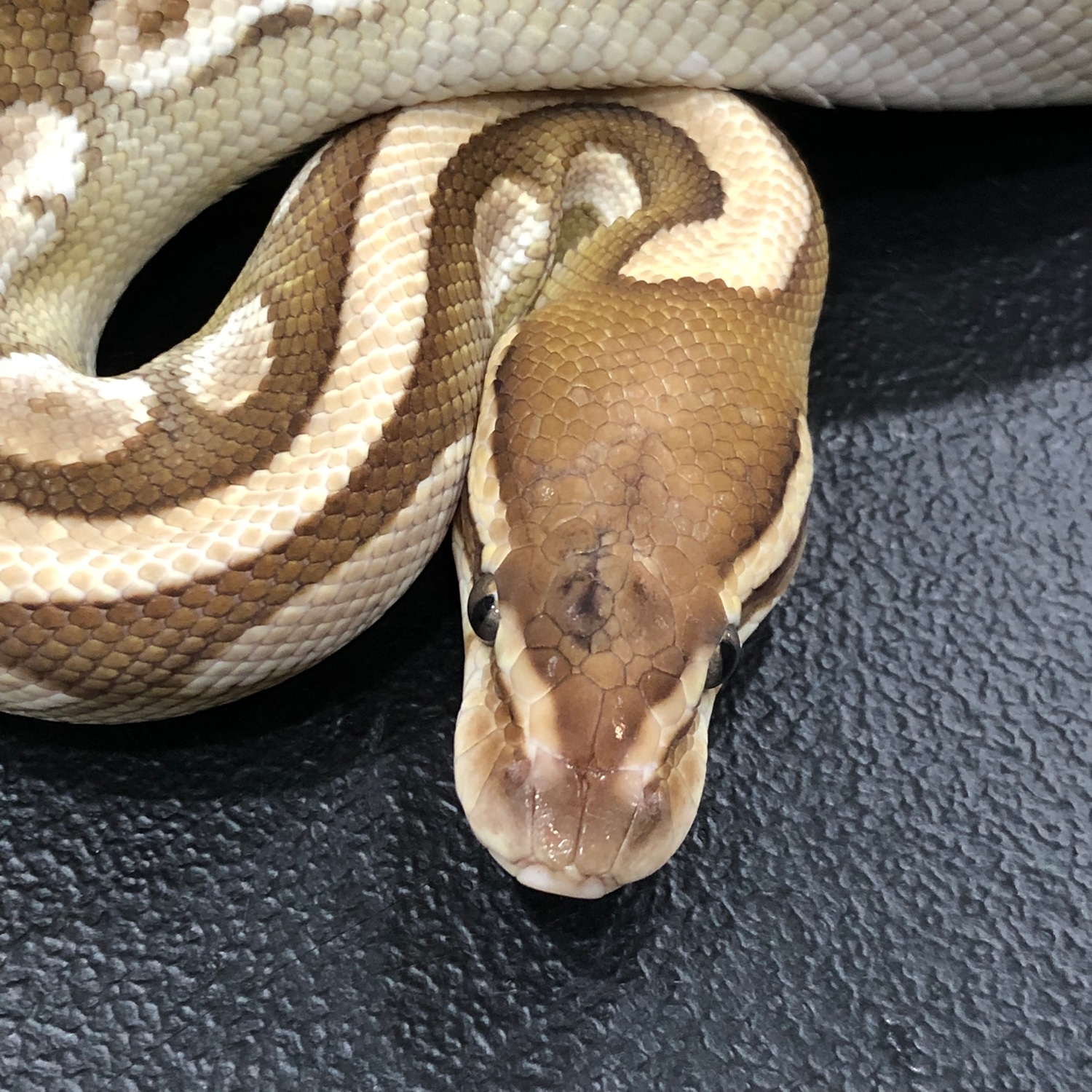 Breeder Lesser Het Pied Ball Python by Hub City Koi & Reptiles ...