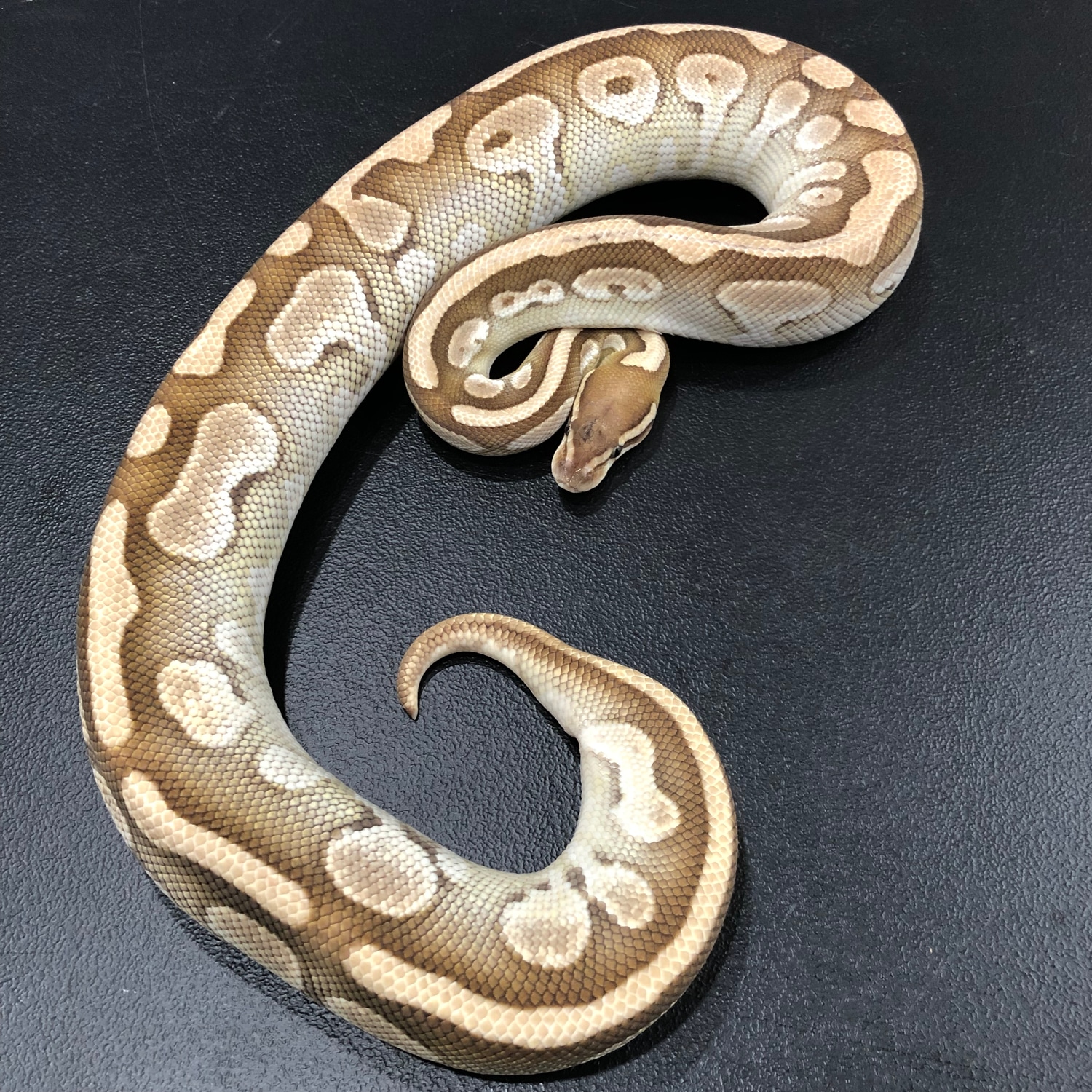 Breeder Lesser Het Pied Ball Python by Hub City Koi & Reptiles ...