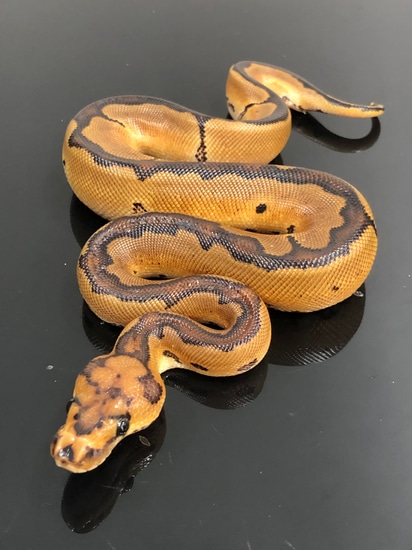 Red Stripe Yellowbelly Blade Clown Ball Python by Hub City Koi & Reptiles