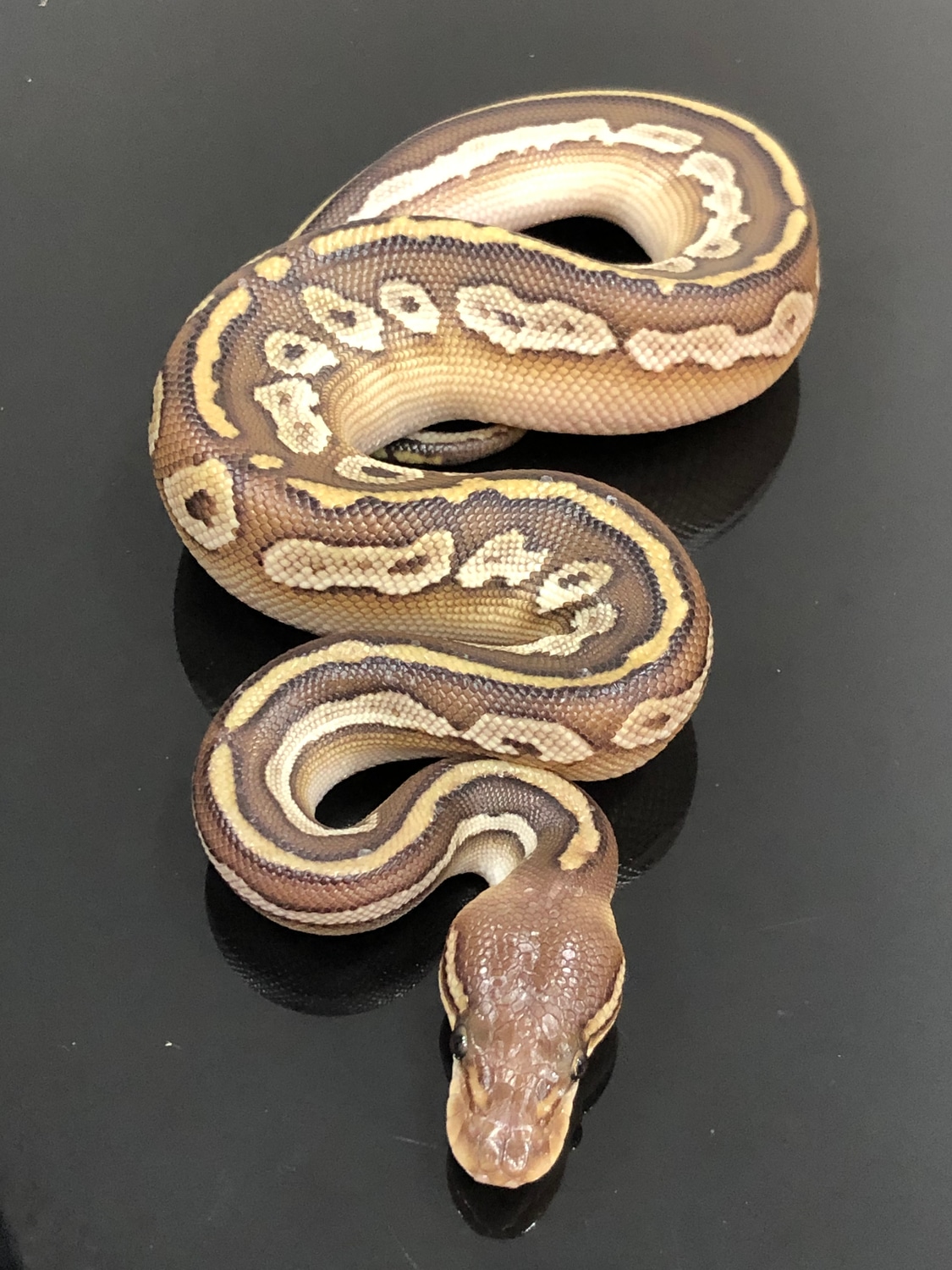 Bongo Cinnamon Butter Het Clown Ball Python by Hub City Koi & Reptiles ...