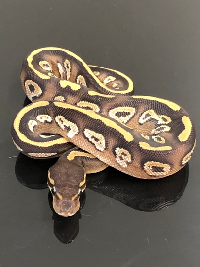 Blackhead Mojave Ball Python by Hub City Koi & Reptiles