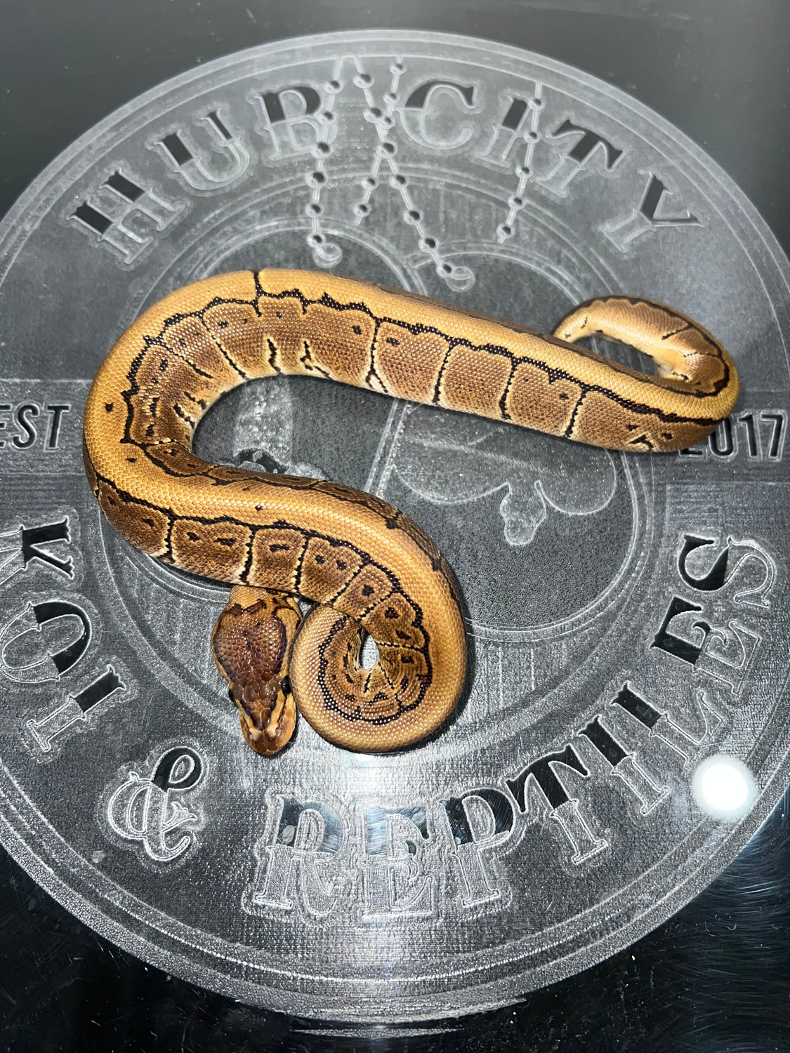 Pinstripe Denim Het Ultramel Ball Python by Hub City Koi & Reptiles ...
