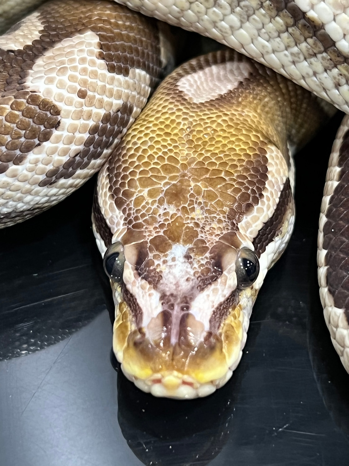 Scaleless Head Mystic Pastel Ball Python by Hub City Koi & Reptiles ...