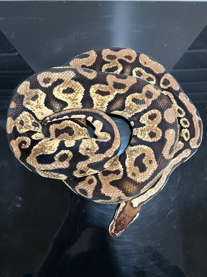 Yellowbelly Pastel Pos Het Paint Ball Python by Hub City Koi & Reptiles