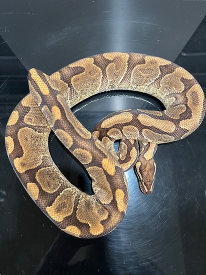 Enchi Yellowbelly Ball Python by Hub City Koi & Reptiles