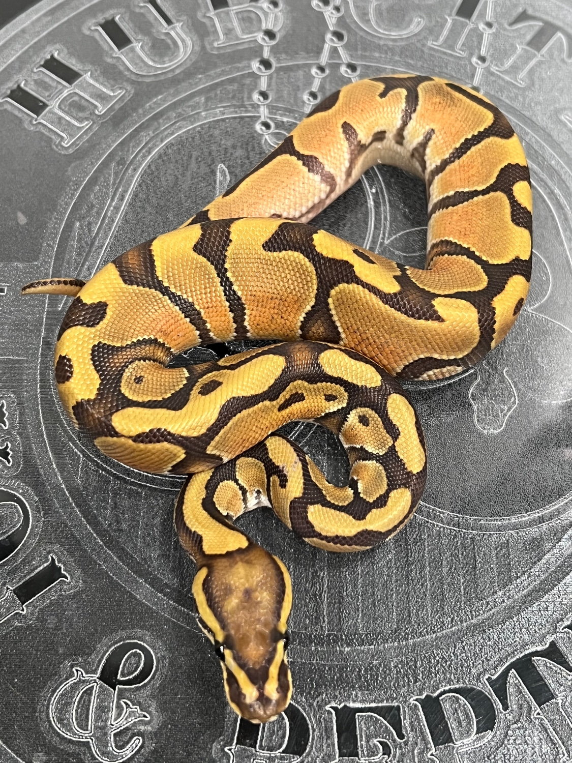 Hypo (OG) Enchi OD YB Het Pied Ball Python by Hub City Koi & Reptiles ...