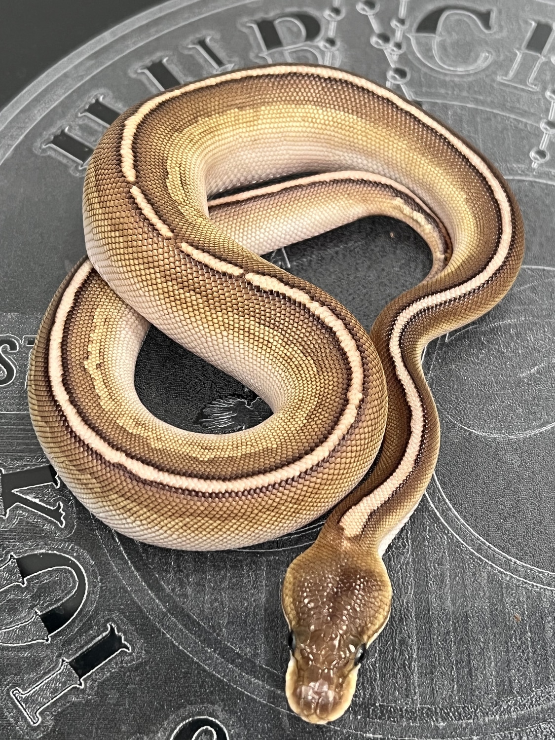 Bongo Cinnamon Butter 66% Het Clown Ball Python by Hub City Koi ...