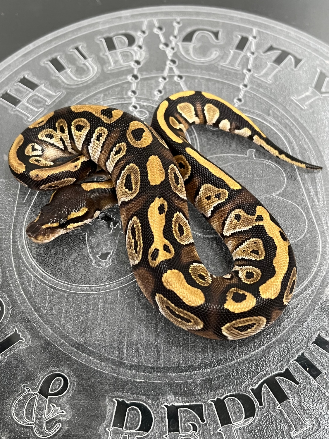 Blackhead Mojave Ball Python by Hub City Koi & Reptiles - MorphMarket