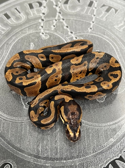 Acid Pos Het Clown Ball Python by Hub City Koi & Reptiles