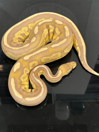 Cinnamon Caramel Albino Ball Python by Hub City Koi & Reptiles