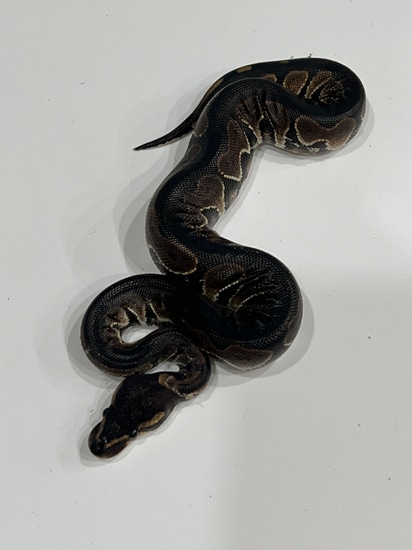 Super Black Head Huffman Ball Python by Hub City Koi & Reptiles
