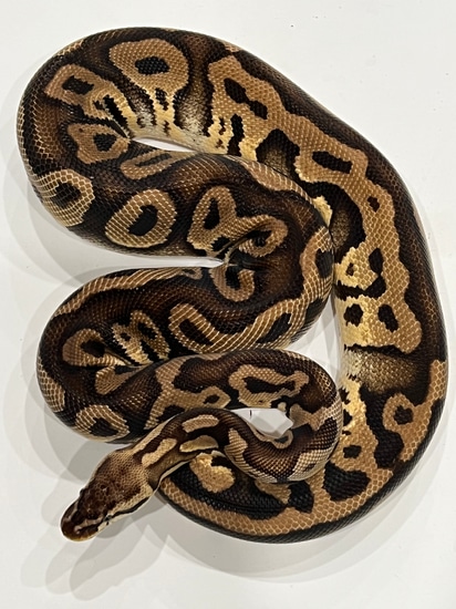 Leopard Pastel Het Clown Ball Python by Hub City Koi & Reptiles