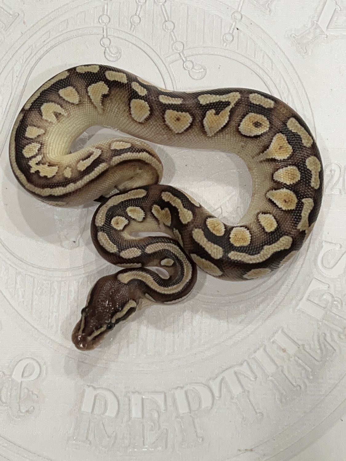 Pastave Huffman Calico Ball Python by Hub City Koi & Reptiles - MorphMarket
