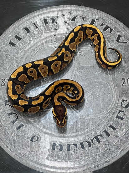 Mahogany Yellowbelly Het Pied Ball Python by Hub City Koi & Reptiles