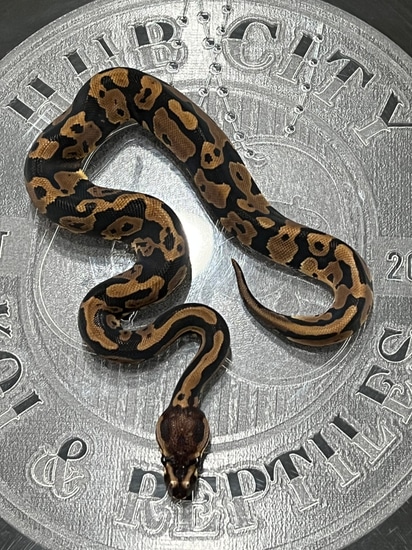 Acid Het Pied Ball Python by Hub City Koi & Reptiles