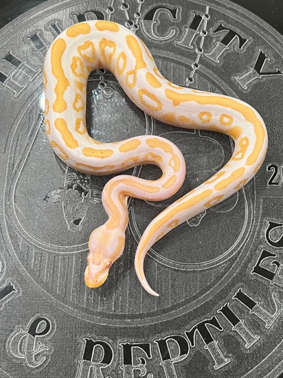 Black Pastel Yellowbelly Albino Ball Python by Hub City Koi & Reptiles