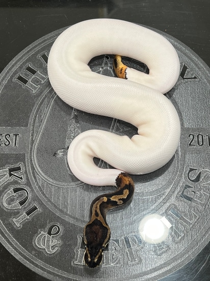 Mahogany Pied Ball Python by Hub City Koi & Reptiles