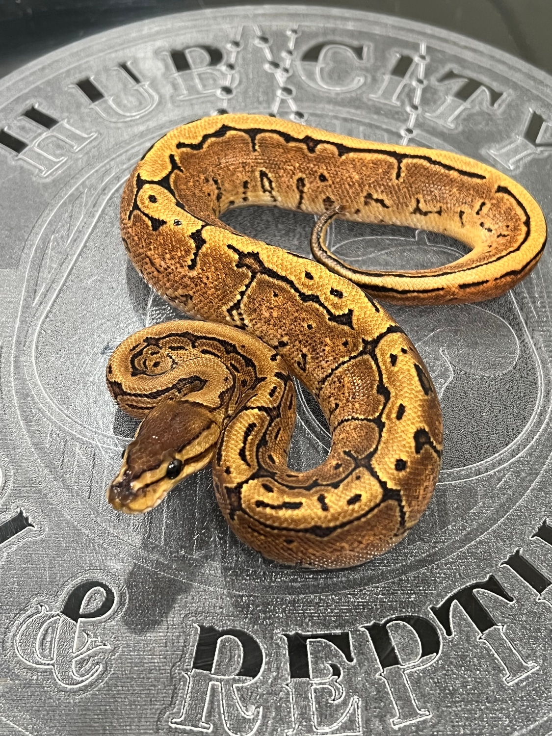 Calico Pinstripe Gravel / Yellowbelly Ball Python by Hub City Koi ...