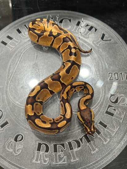 Mahogany Enchi Yellowbelly Het Pied Ball Python by Hub City Koi & Reptiles