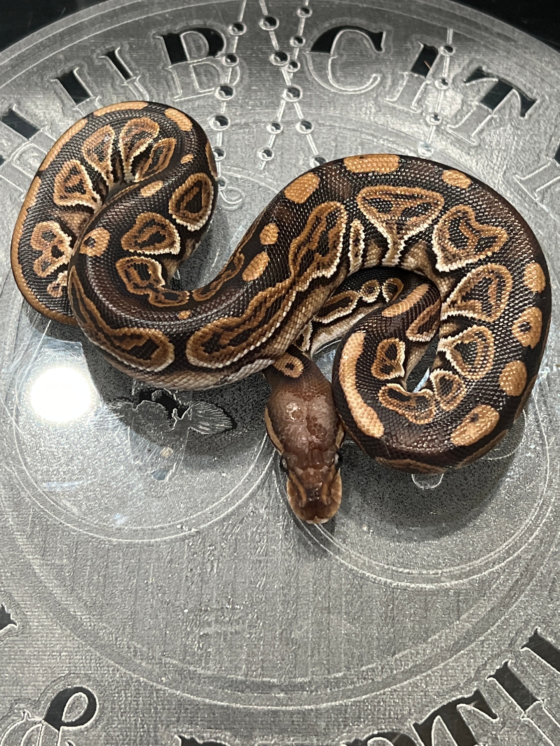 Black Pastel Yellowbelly Het Albino Ball Python by Hub City Koi ...
