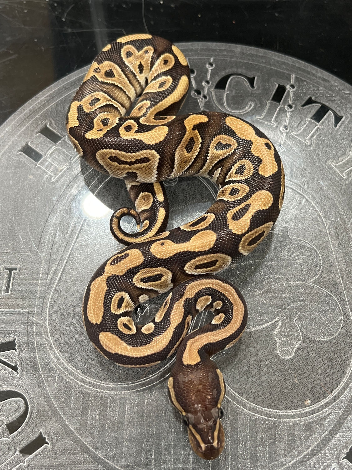 Redstripe Mojave 66% Het Clown Ball Python by Hub City Koi & Reptiles ...